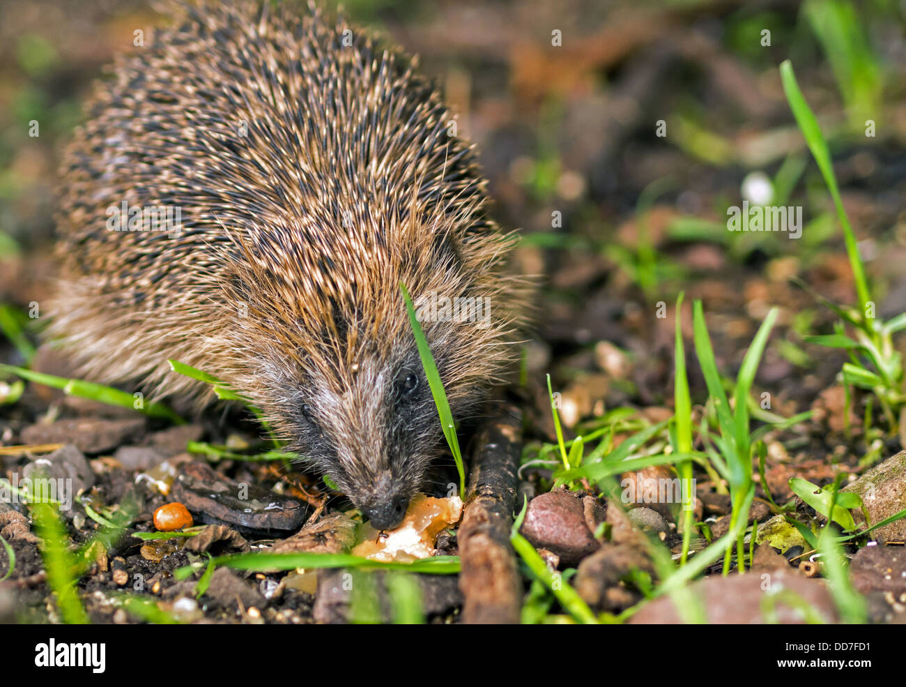 Hedgehog Continues To Feed Stock Photo - Alamy