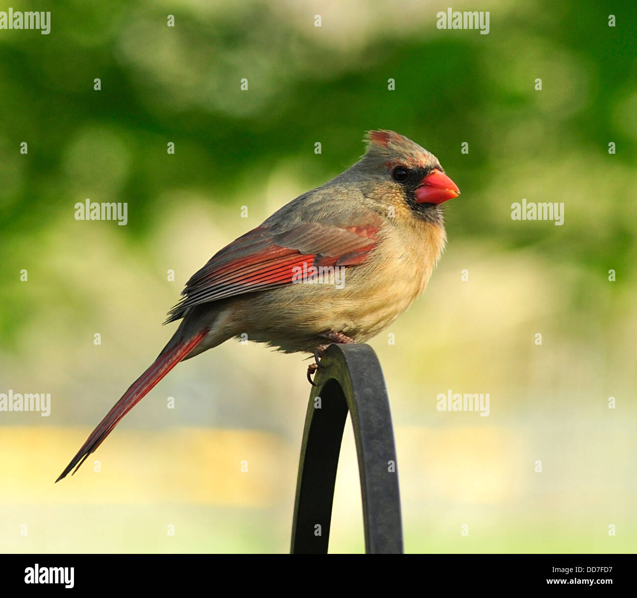 Northern cardinal fly hi-res stock photography and images - Alamy