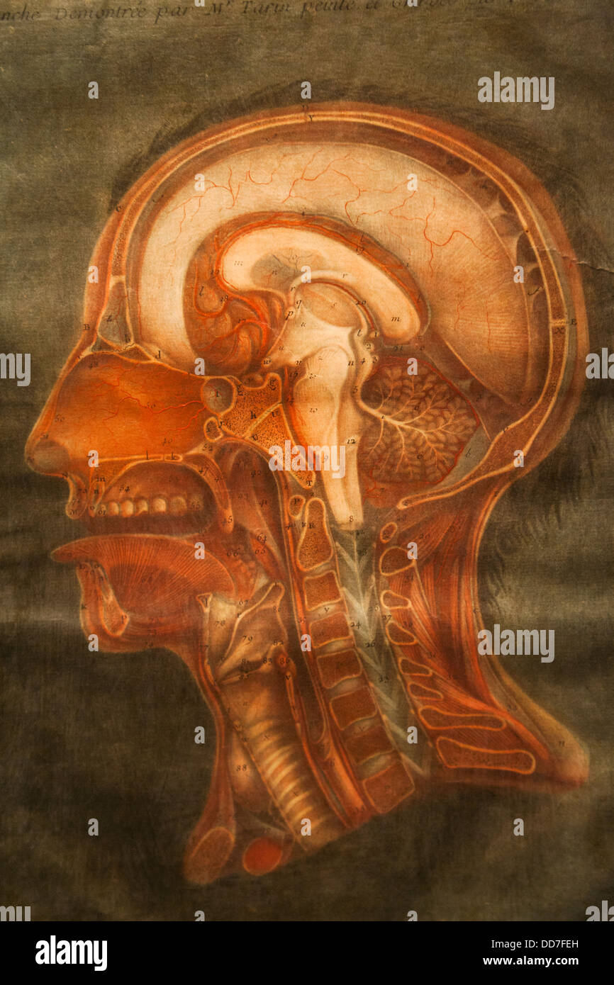 England, London, Mezzotint Print of the Cross Section of a Head by ...