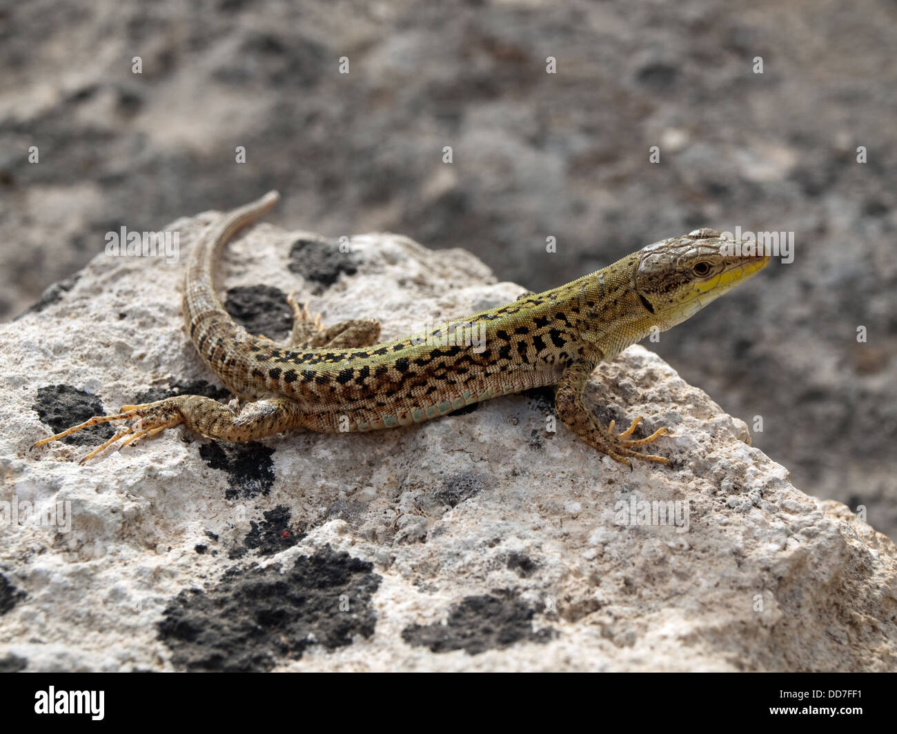 lizard on a rock in the sun Stock Photo - Alamy