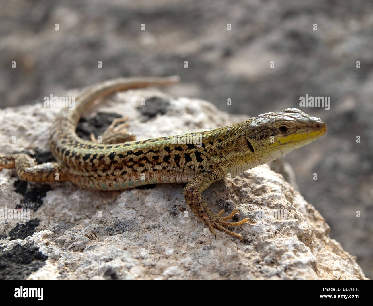 lizard on a rock in the sun Stock Photo - Alamy