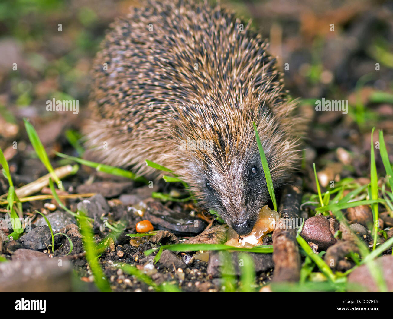 Hedgehog Reaches For A Tasty Treat Stock Photo - Alamy