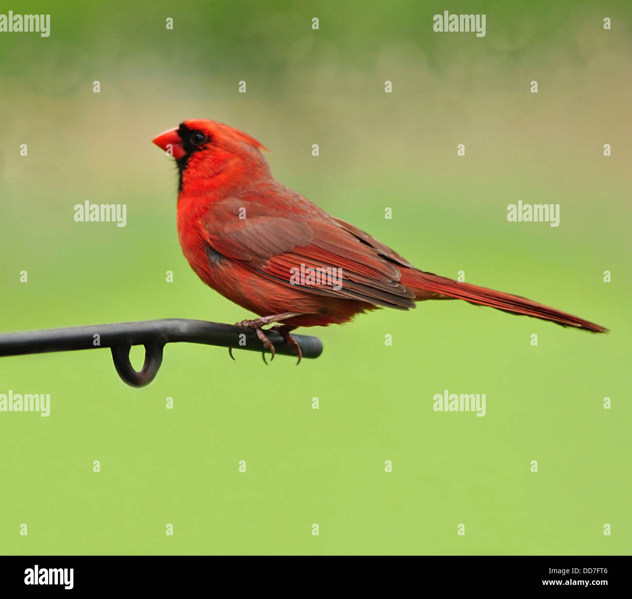 Male northern cardinal Stock Photo - Alamy
