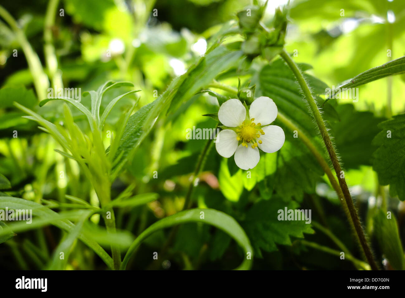 Vegetable Guards High Resolution Stock Photography and Images - Alamy