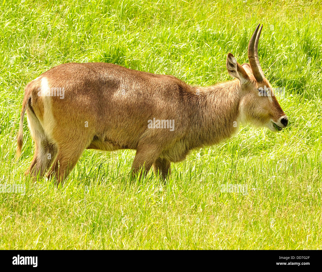 Buck thorn hi-res stock photography and images - Alamy