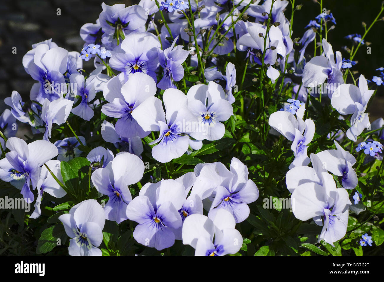 Vegetable guards hi-res stock photography and images - Alamy