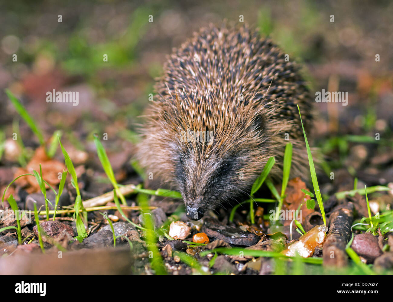 Scottish hedgehog hi-res stock photography and images - Alamy