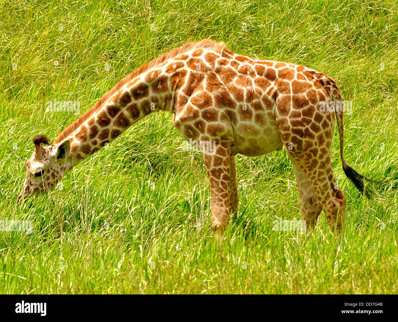 Giraffe legs hi-res stock photography and images - Alamy