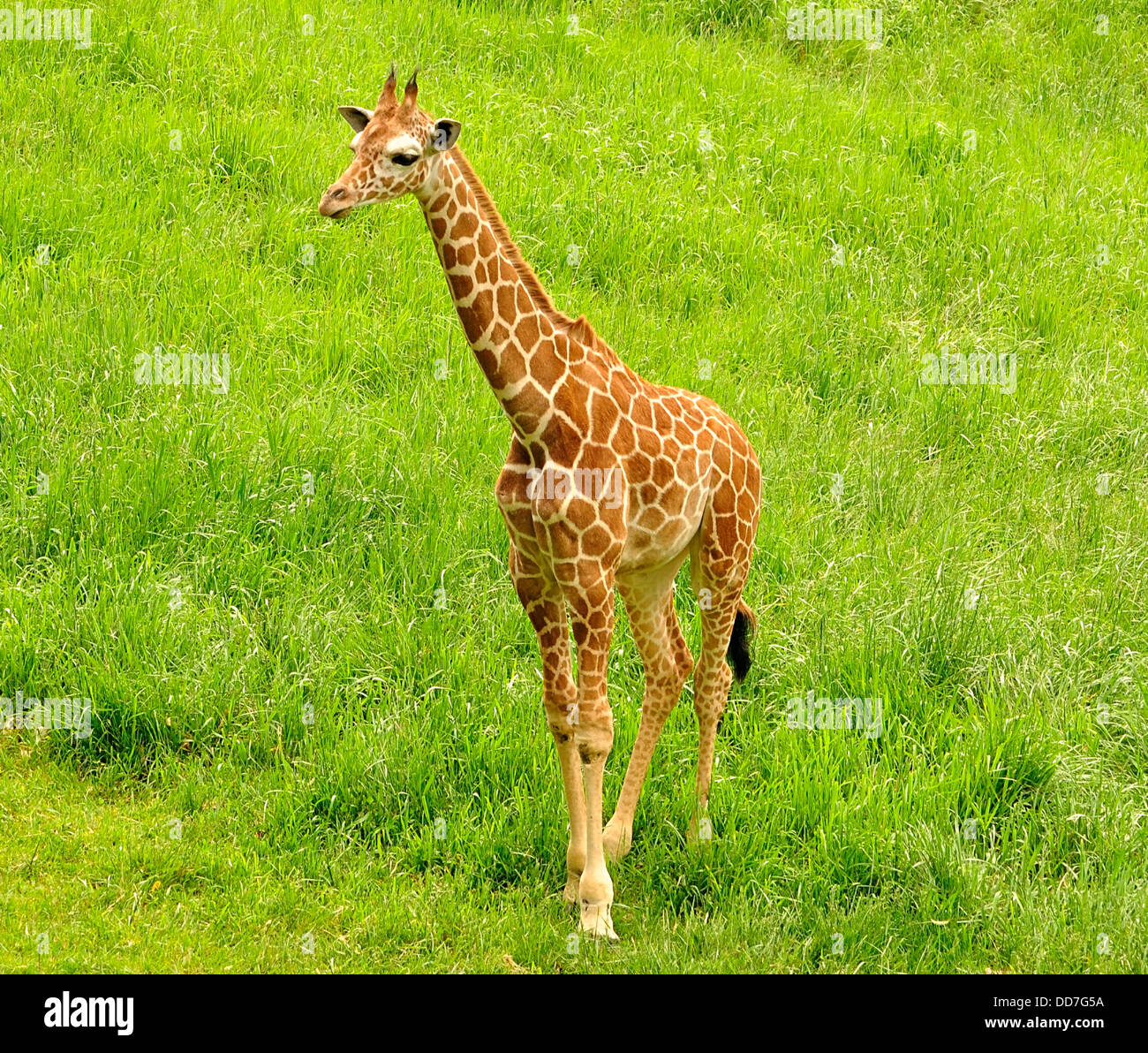 Giraffe legs hi-res stock photography and images - Alamy