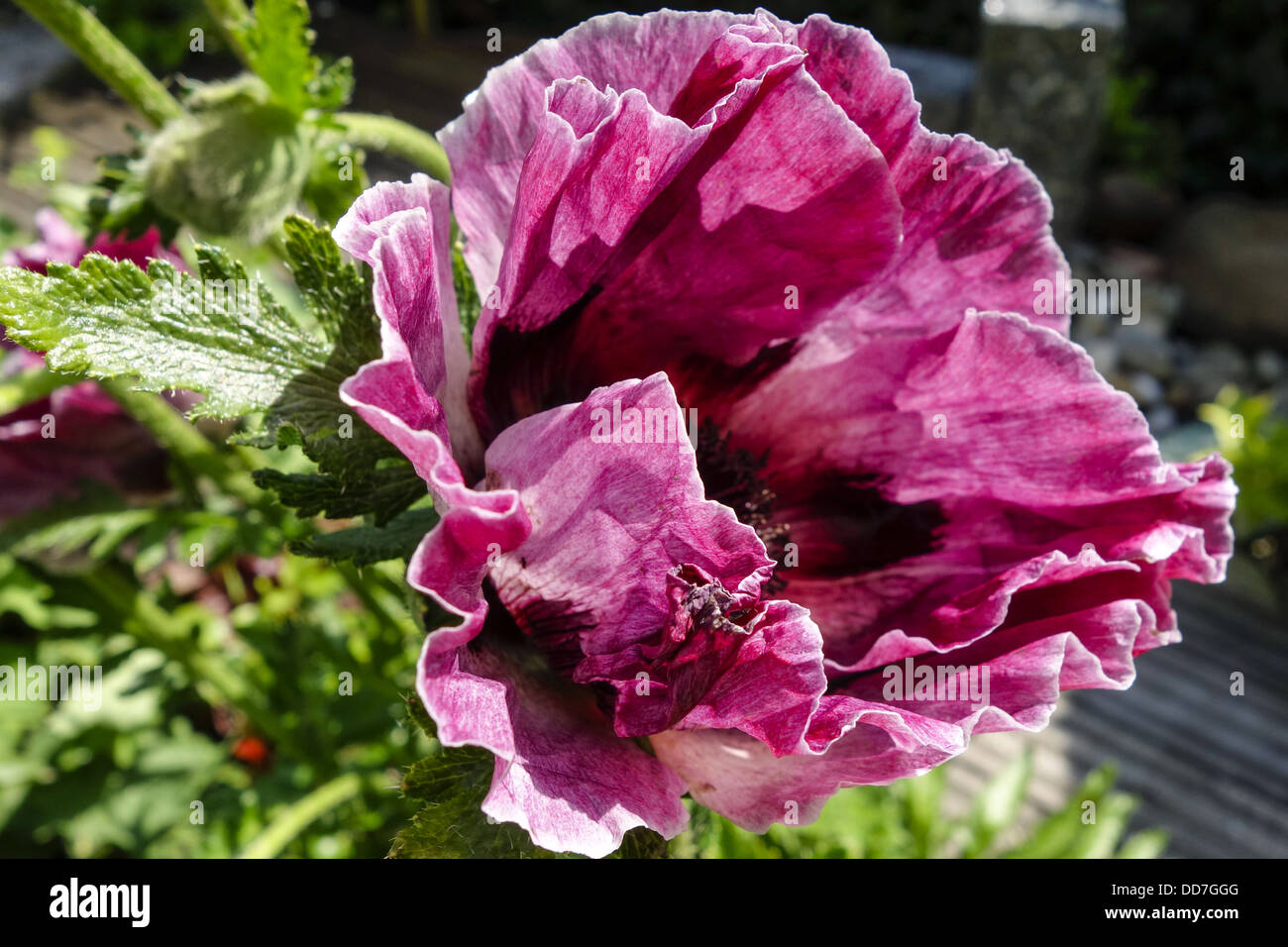Vegetable Guards High Resolution Stock Photography and Images - Alamy