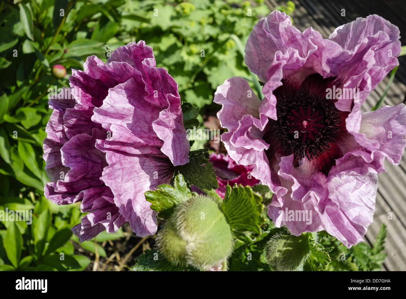 Vegetable Guards High Resolution Stock Photography and Images - Alamy