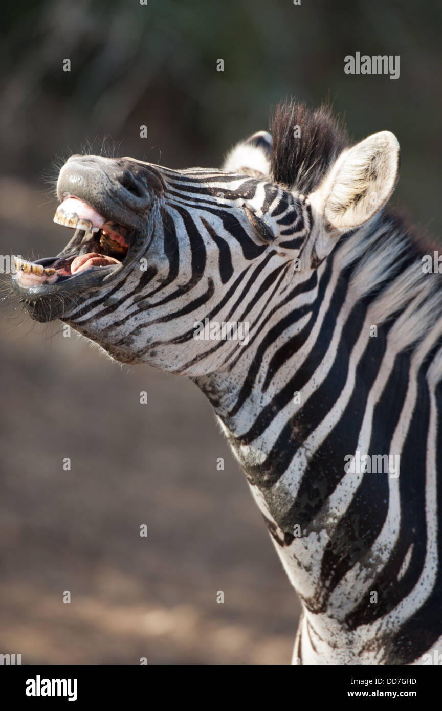 Burchell's zebra (Equus burchellii) urine testing, Mkhuze Game Reserve ...