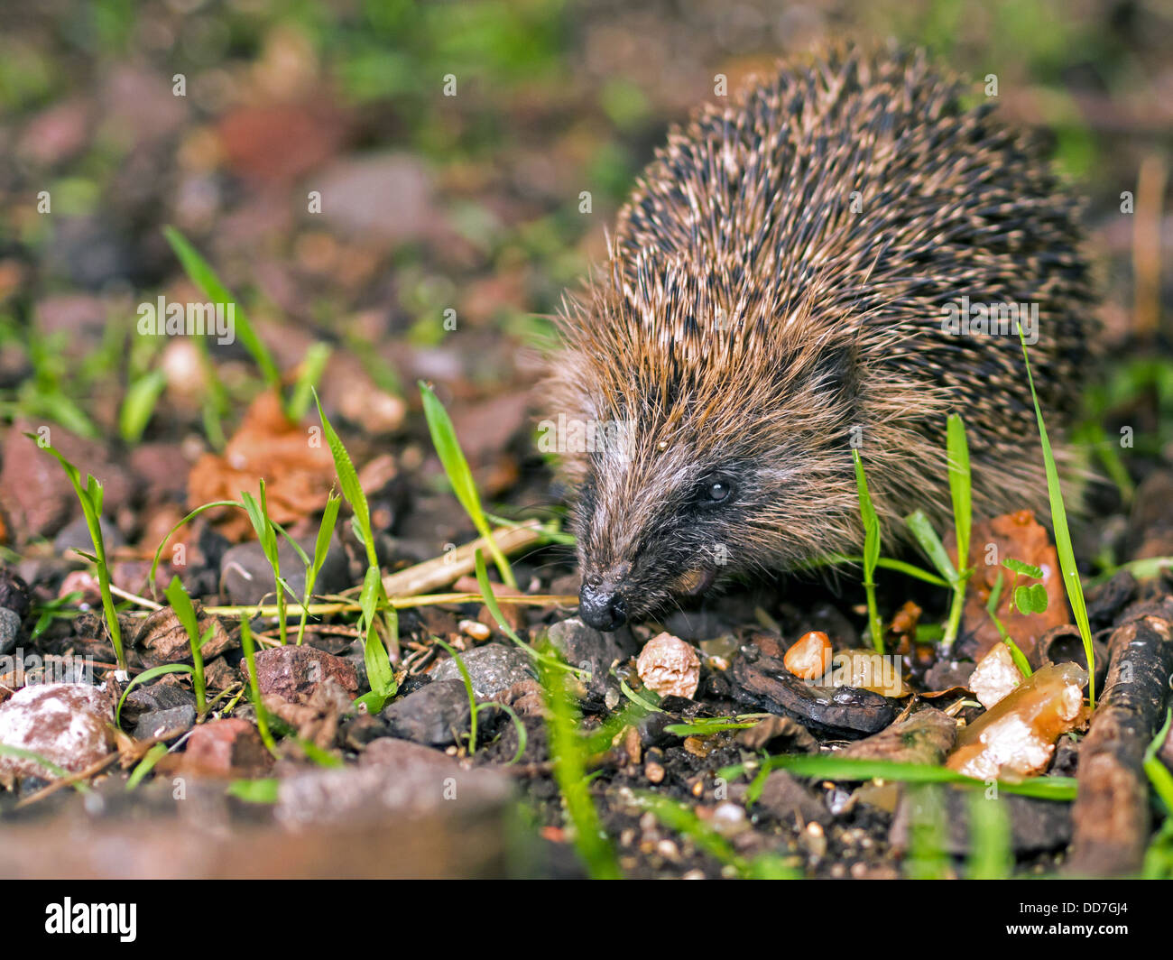 A Hungry Hedgehog Feasts On cat Food Stock Photo - Alamy