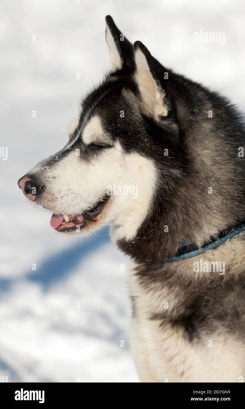 Beautiful Siberian Husky Stock Photo - Alamy