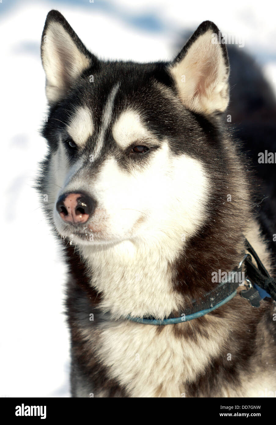 Beautiful Siberian Husky Stock Photo - Alamy
