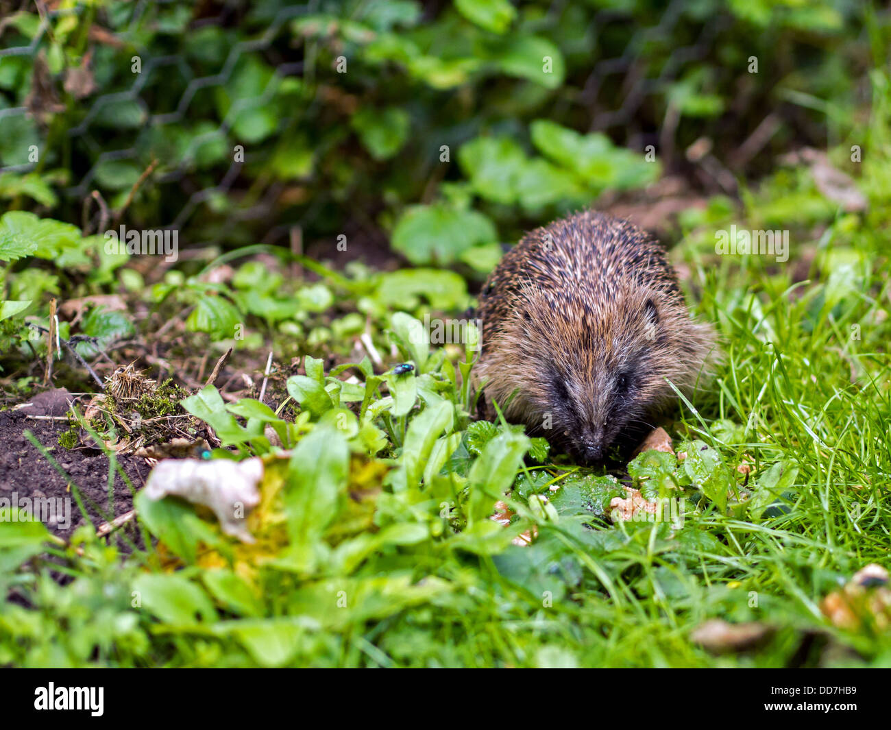 Hedgehog Filling It's Belly Stock Photo - Alamy