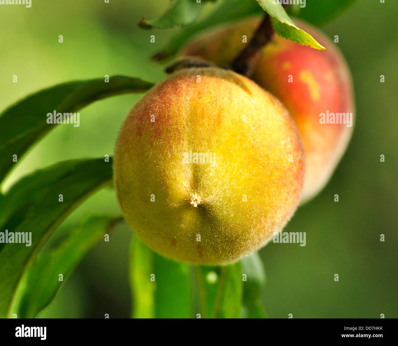 peaches on the tree Stock Photo - Alamy
