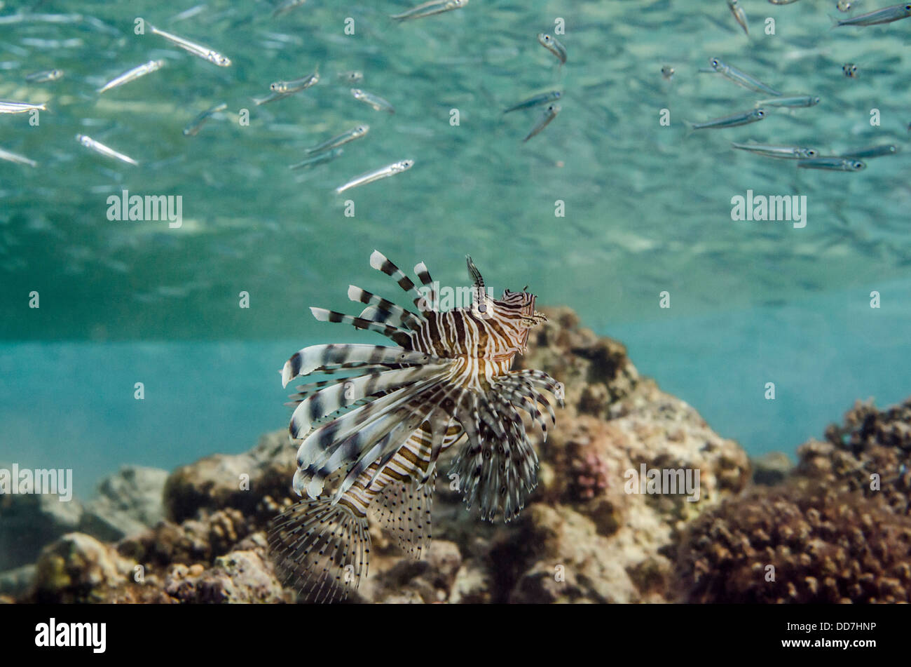 Glassfish hi-res stock photography and images - Alamy
