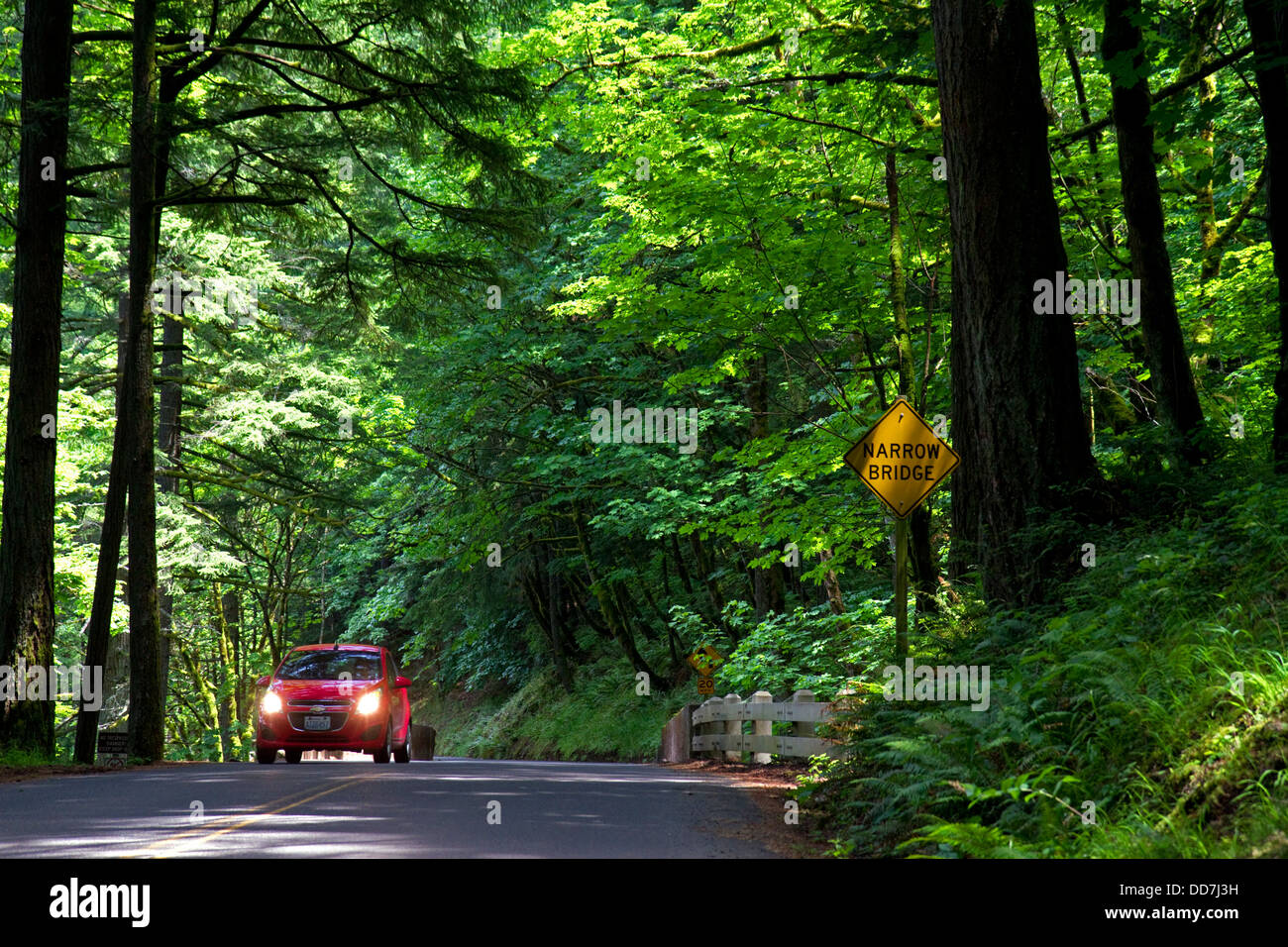Deciduous trees line the Historic Columbia River Highway, Oregon, USA ...