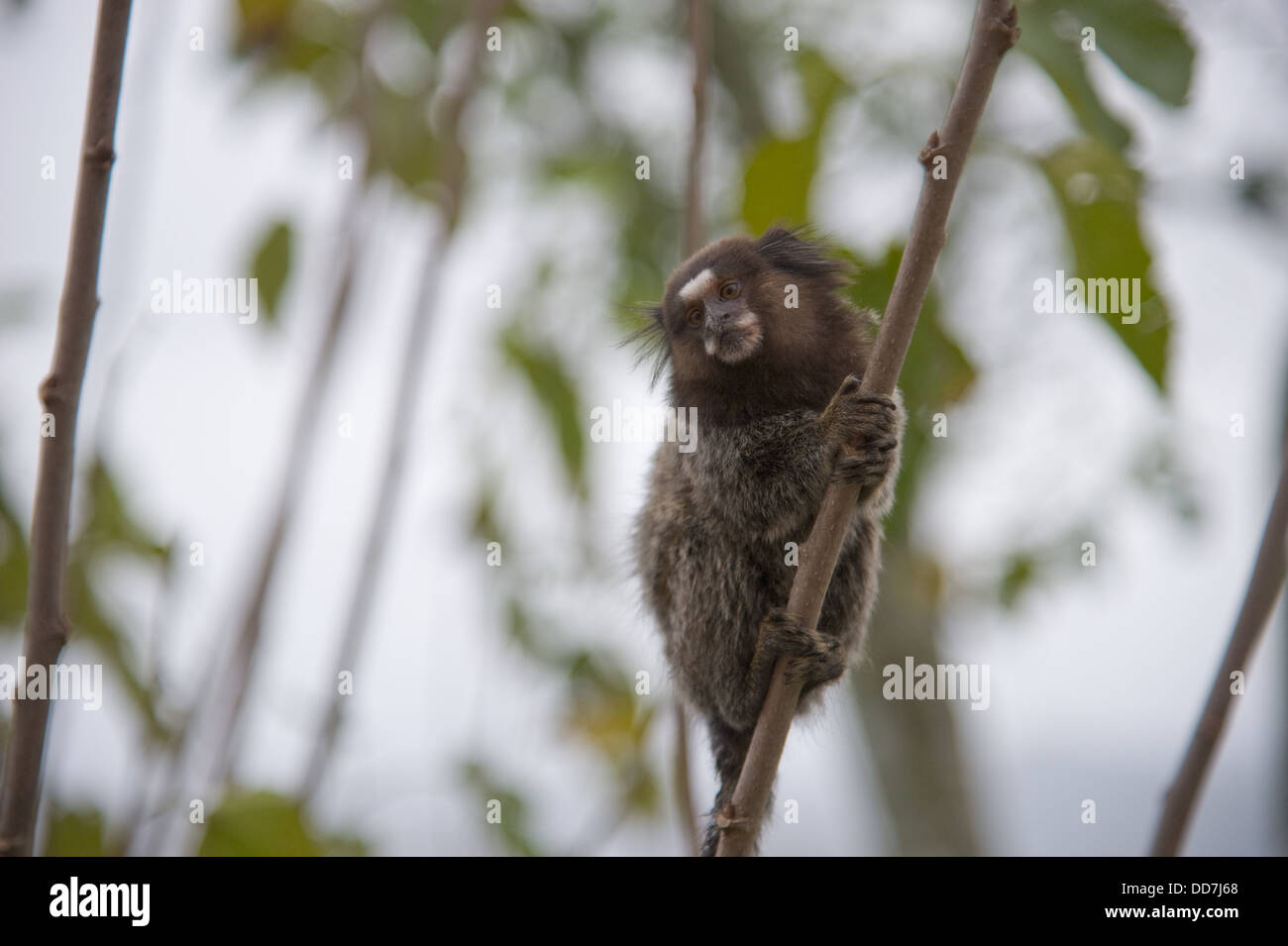 Common Marmoset Rio