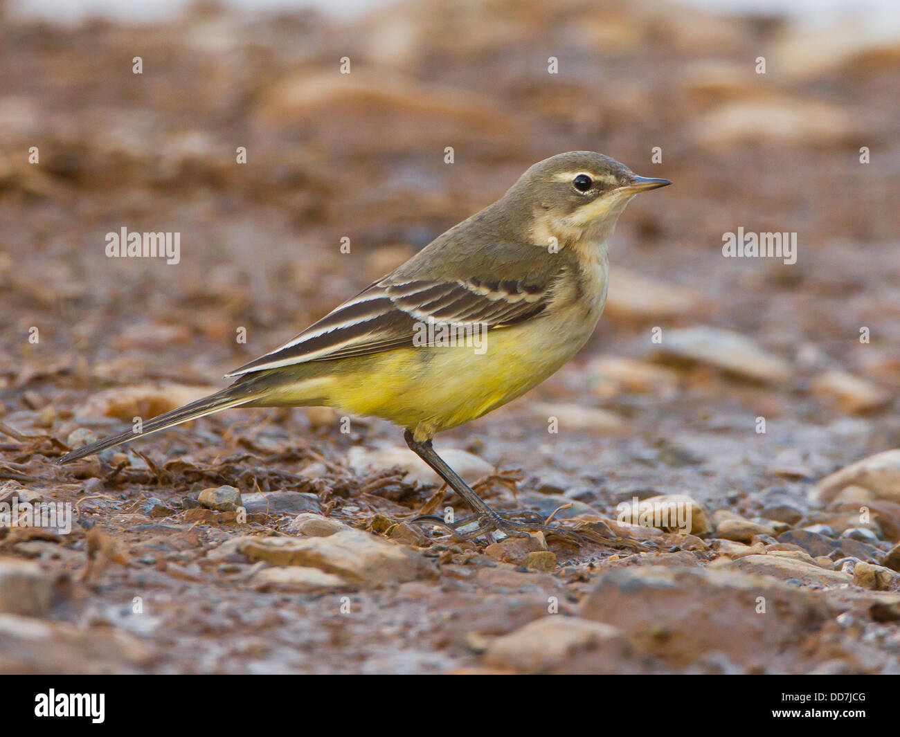 Yellow Wagtail Motacilla flava Southern Turkey Stock Photo - Alamy
