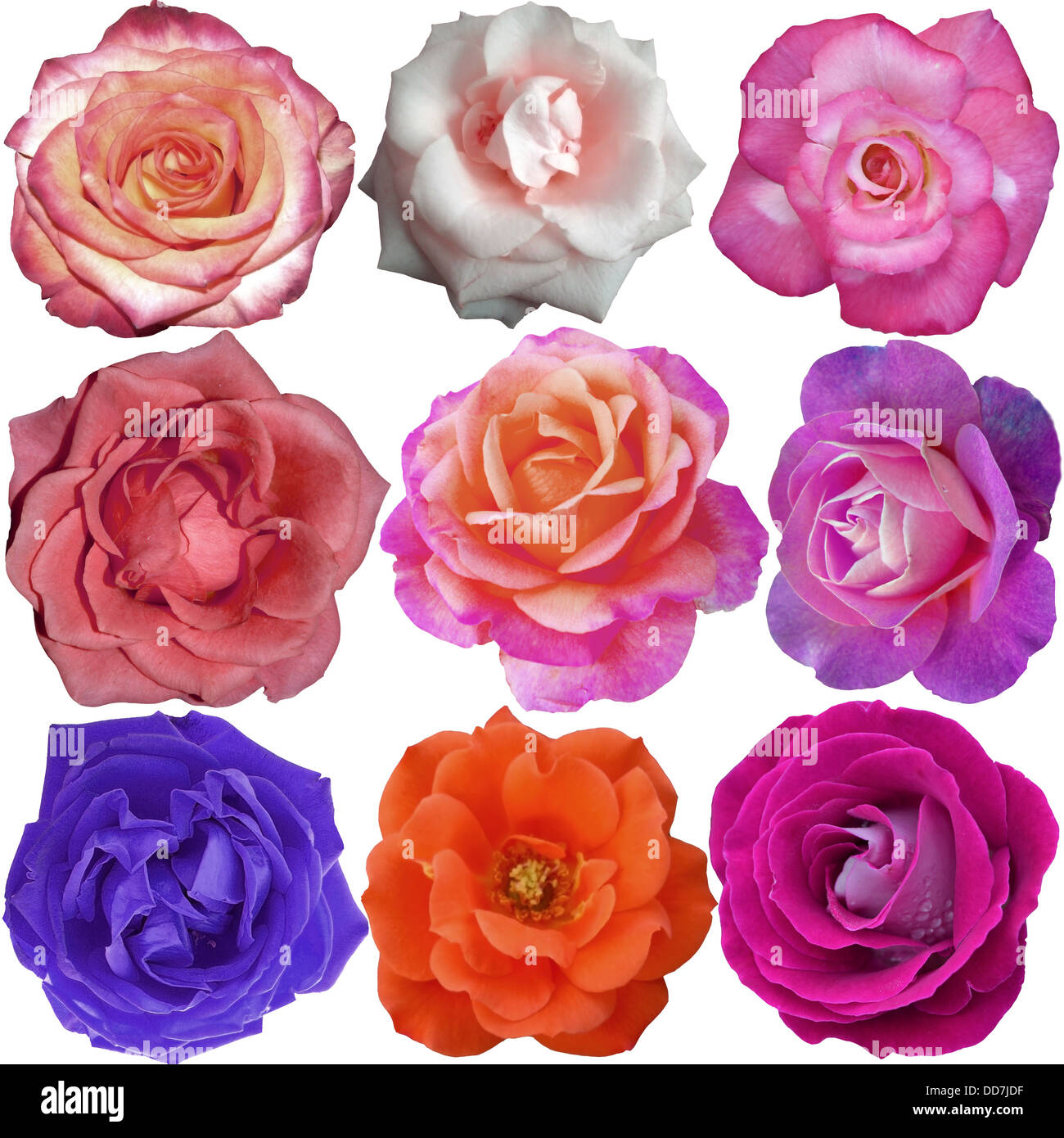 The rose blooms Stock Photo - Alamy