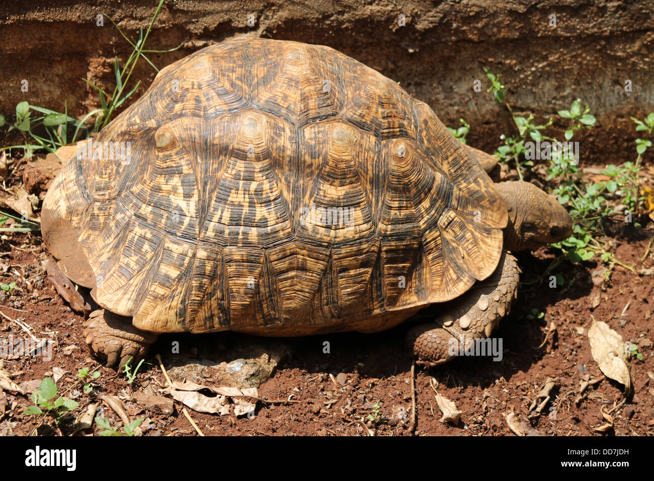 Beautiful mature tortoise Stock Photo - Alamy