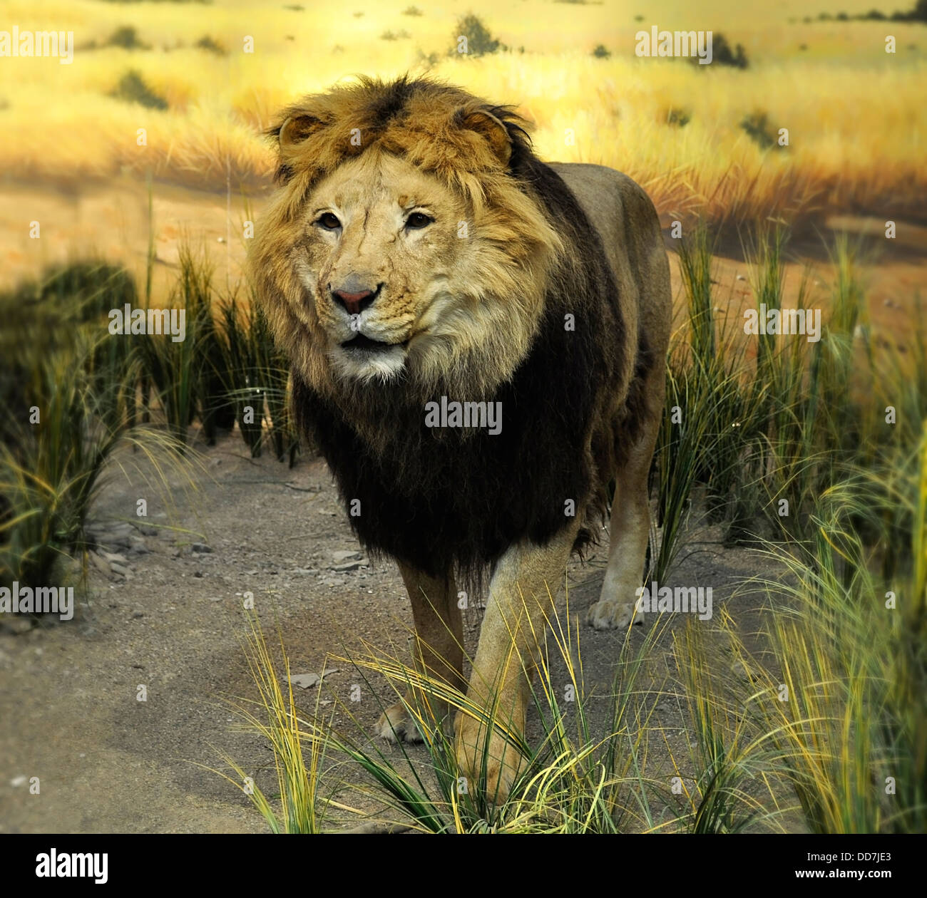 Lion work hi-res stock photography and images - Alamy