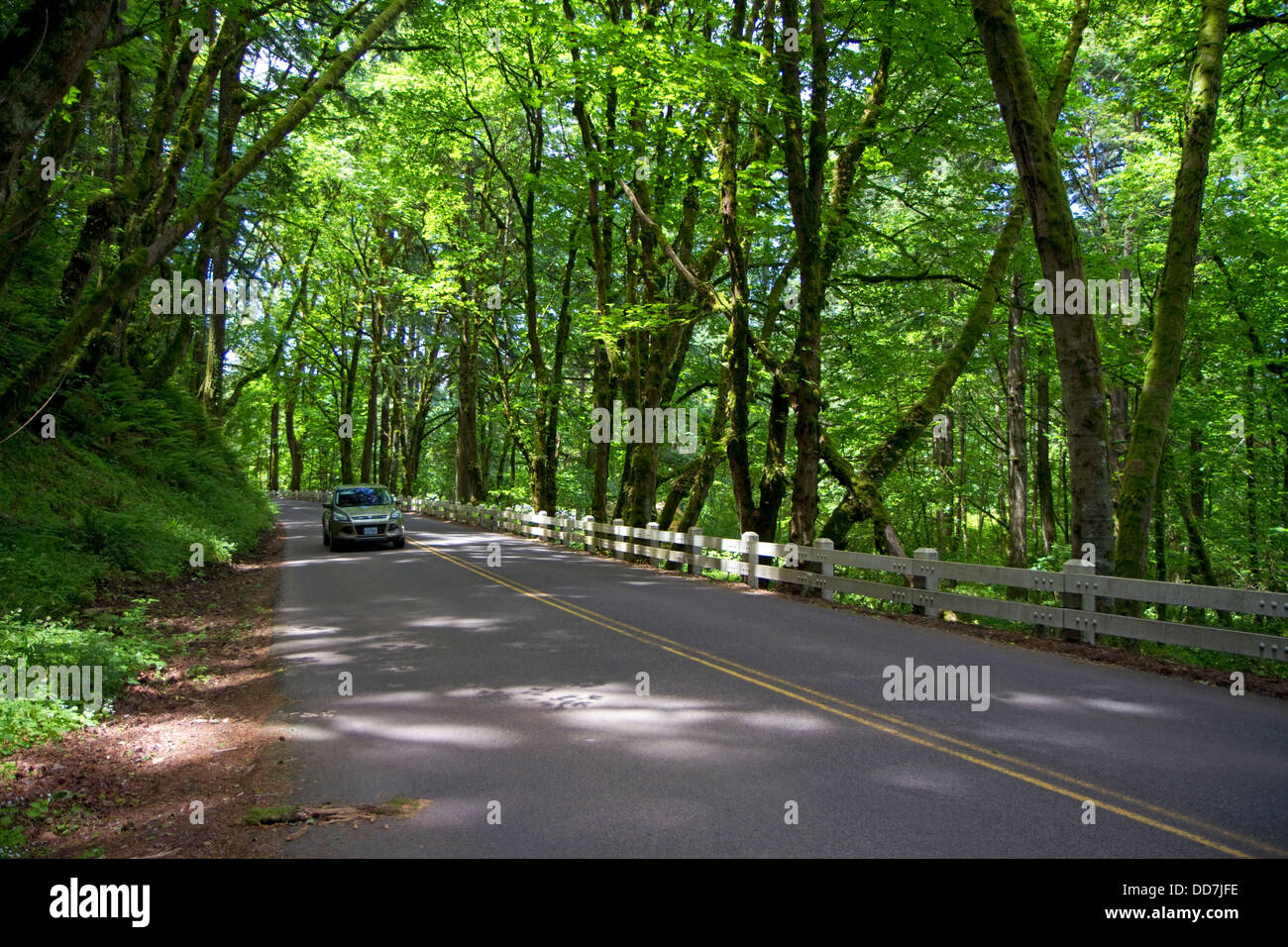 Deciduous trees line the Historic Columbia River Highway, Oregon, USA ...