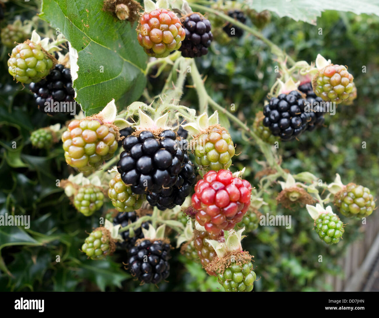 Garden Blackberry in various states of Ripening -1 Stock Photo - Alamy