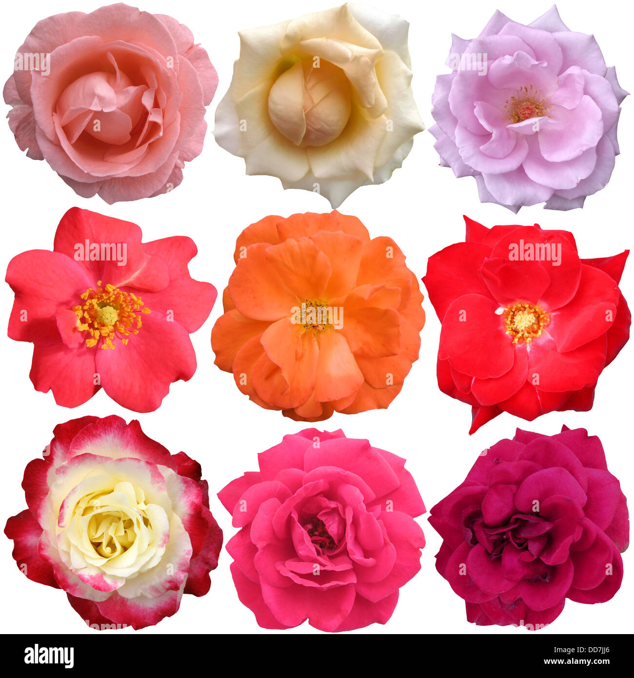 The rose blooms Stock Photo - Alamy