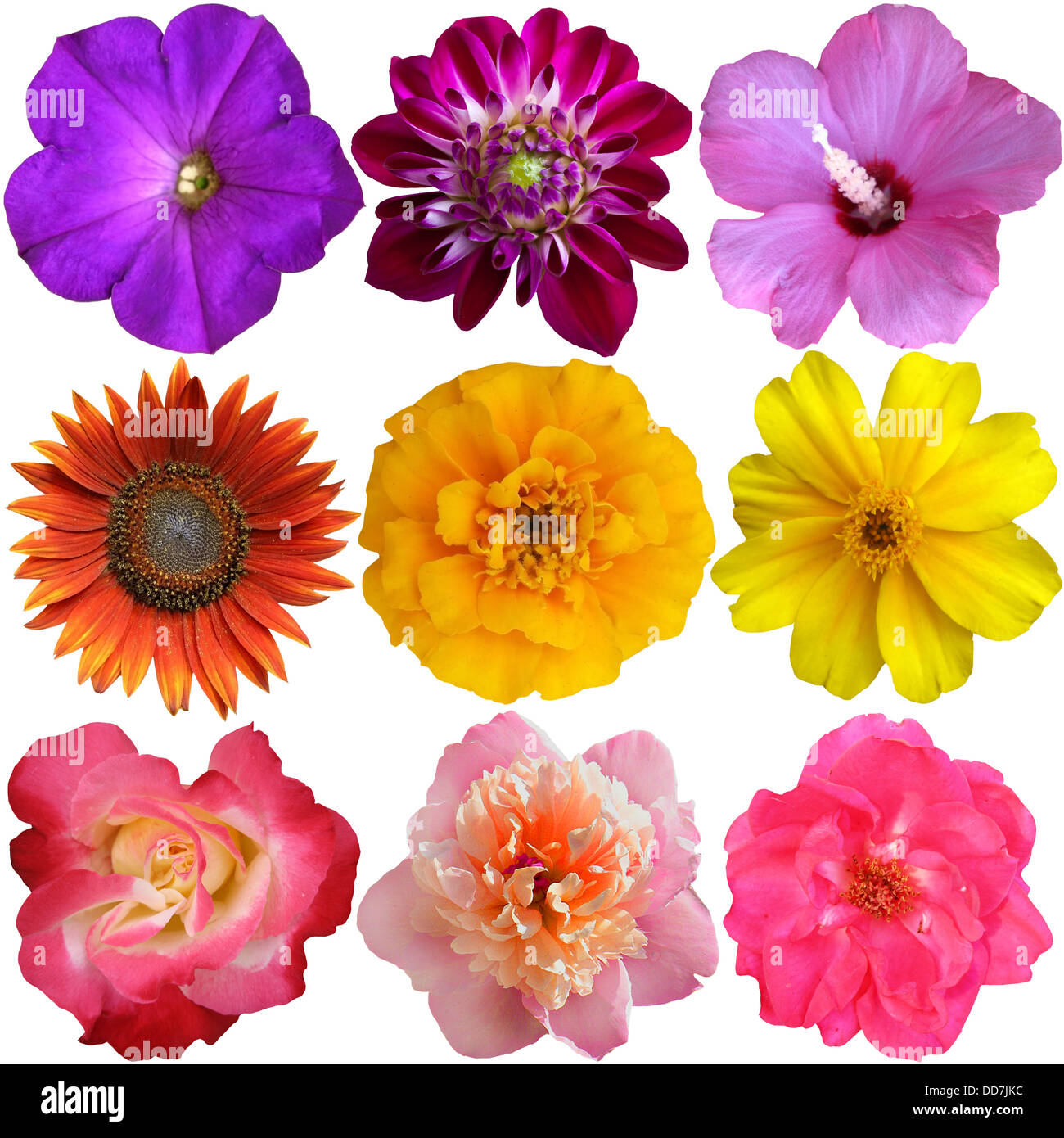 Collection of Flower heads isolated on white background Stock Photo - Alamy