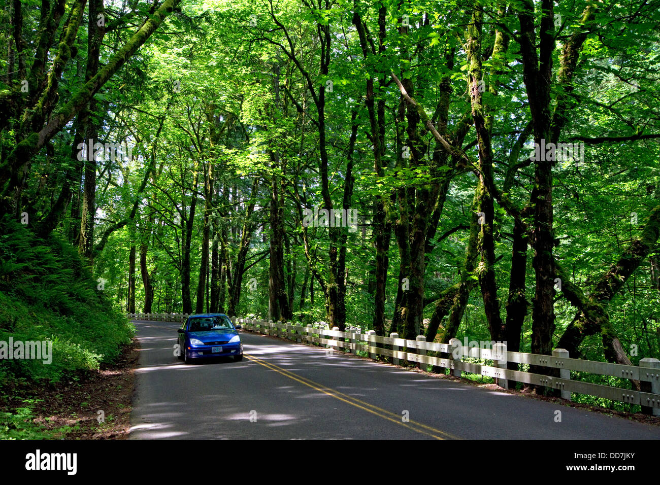 Deciduous trees line the Historic Columbia River Highway, Oregon, USA ...