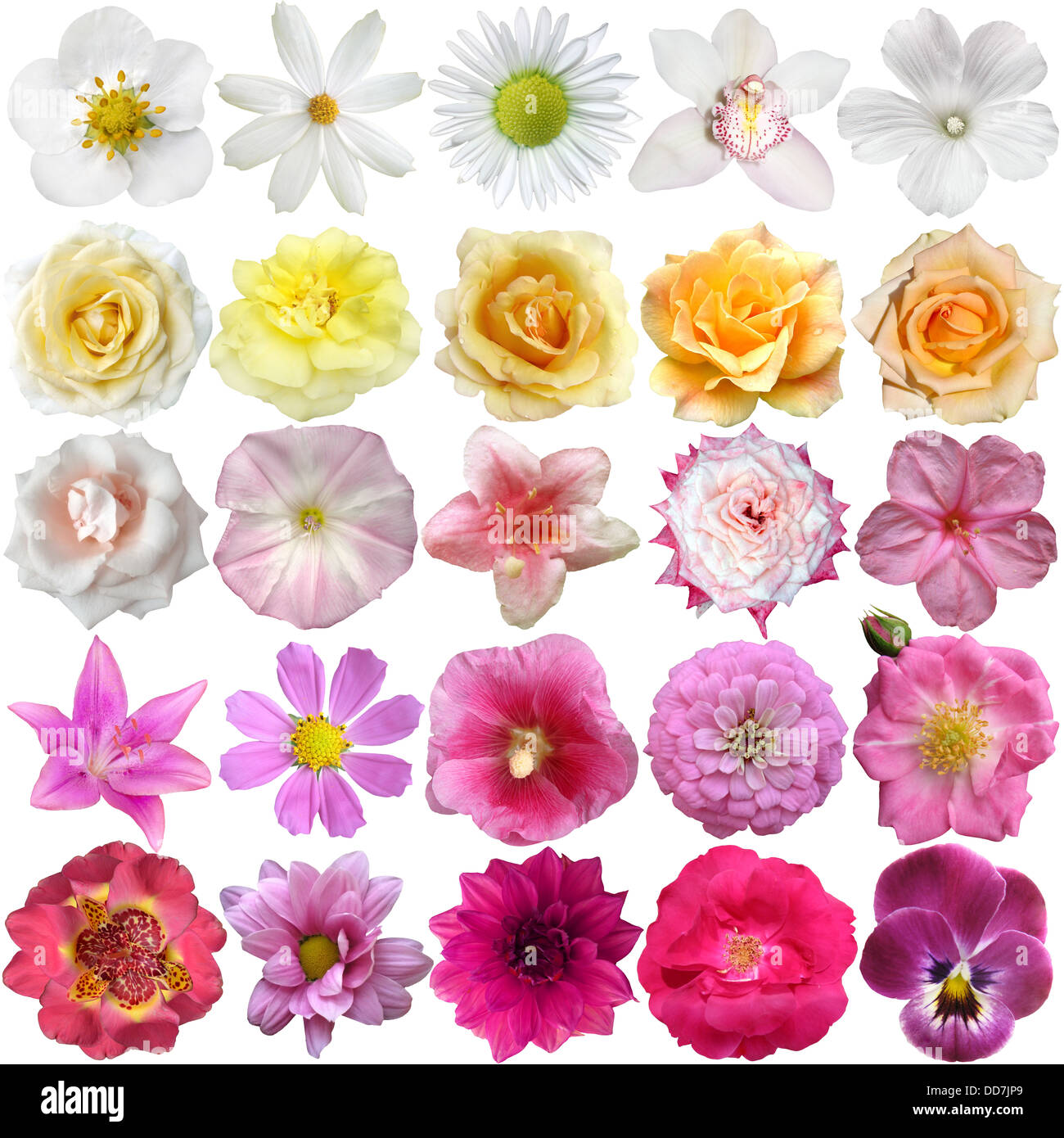 Big Selection of Various Flowers Isolated on White Background Stock ...