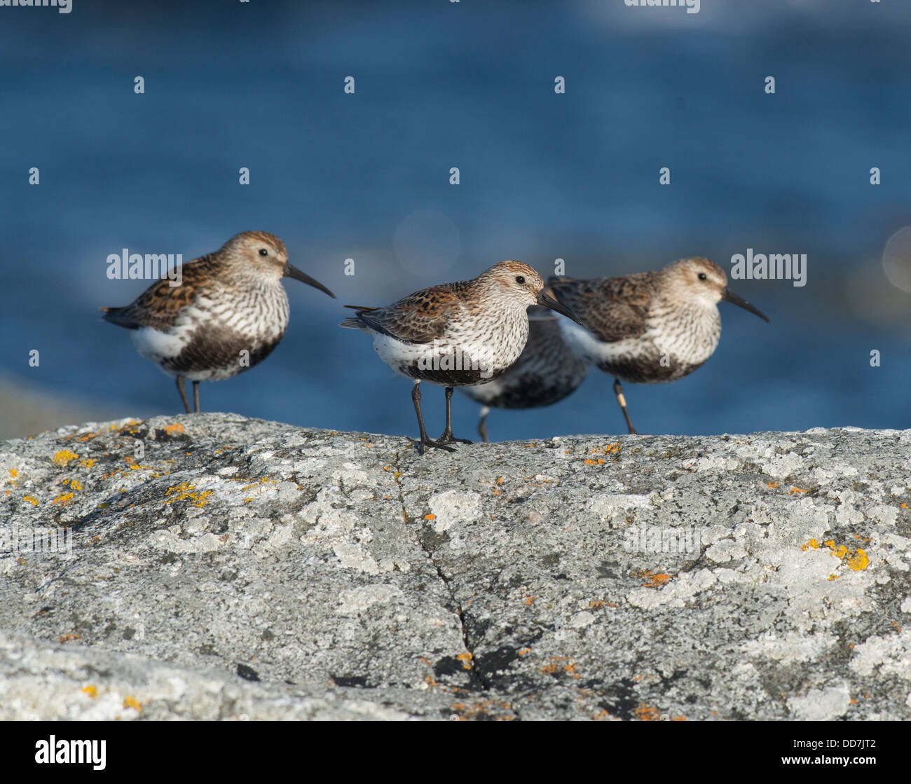 Dunlin in scotland hi-res stock photography and images - Alamy