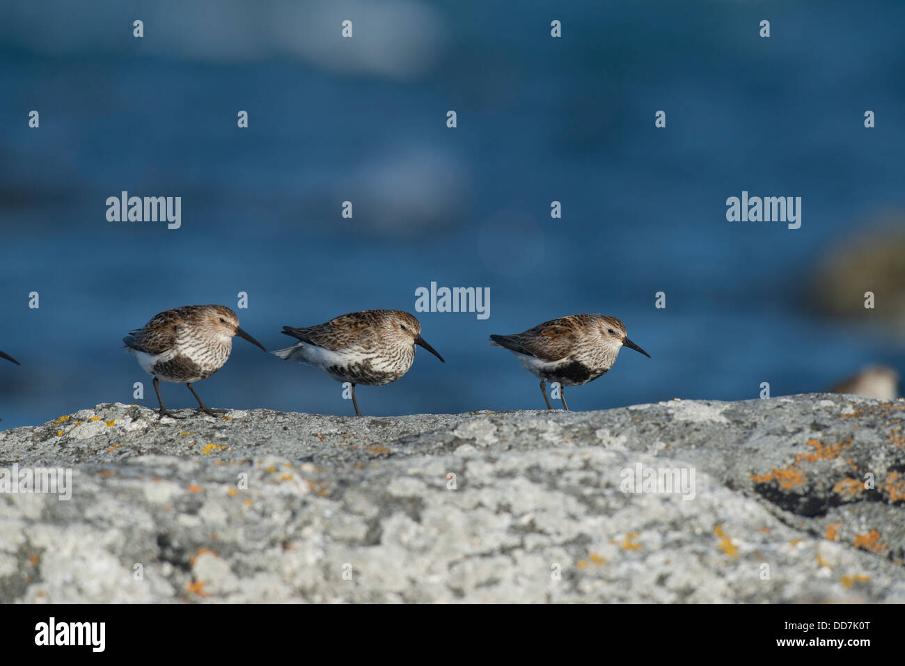 three dunlin, Calidris alpina, standing in a line upon lichen covered ...