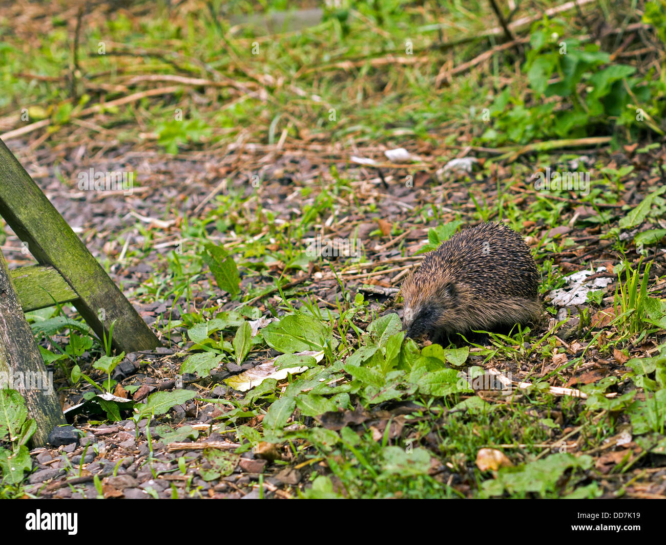 Four legged bird hi-res stock photography and images - Alamy