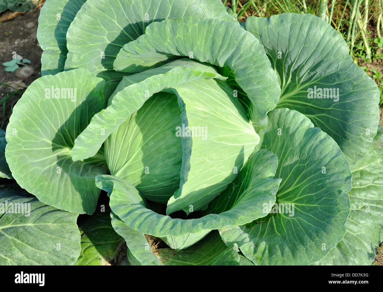Fruiting head hi-res stock photography and images - Alamy