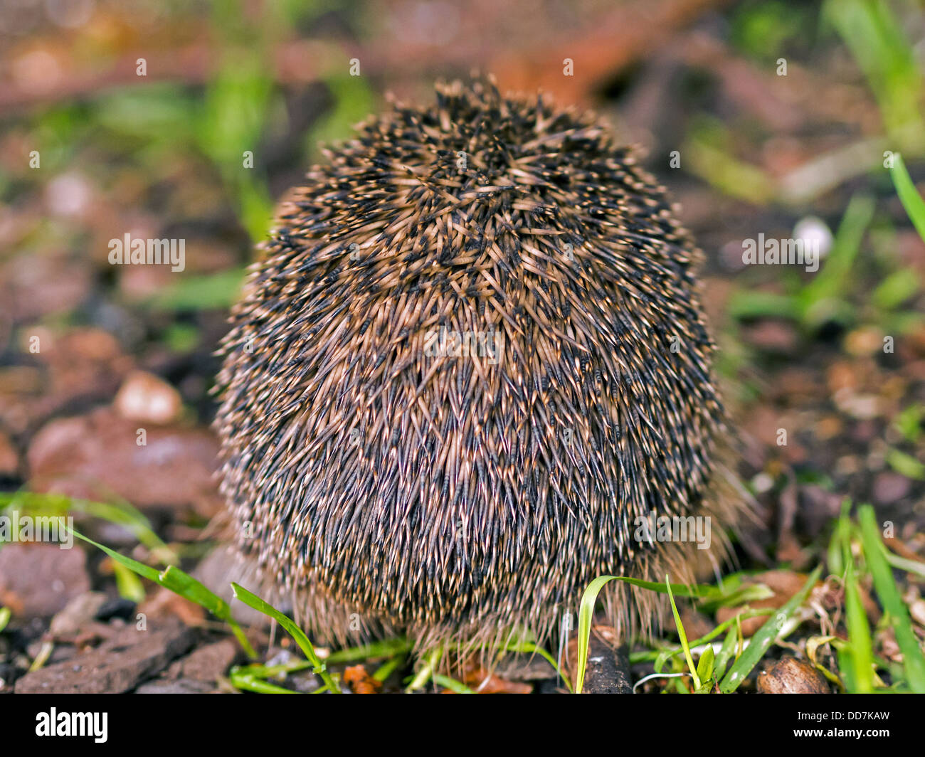 Hedgehog ball hi-res stock photography and images - Alamy