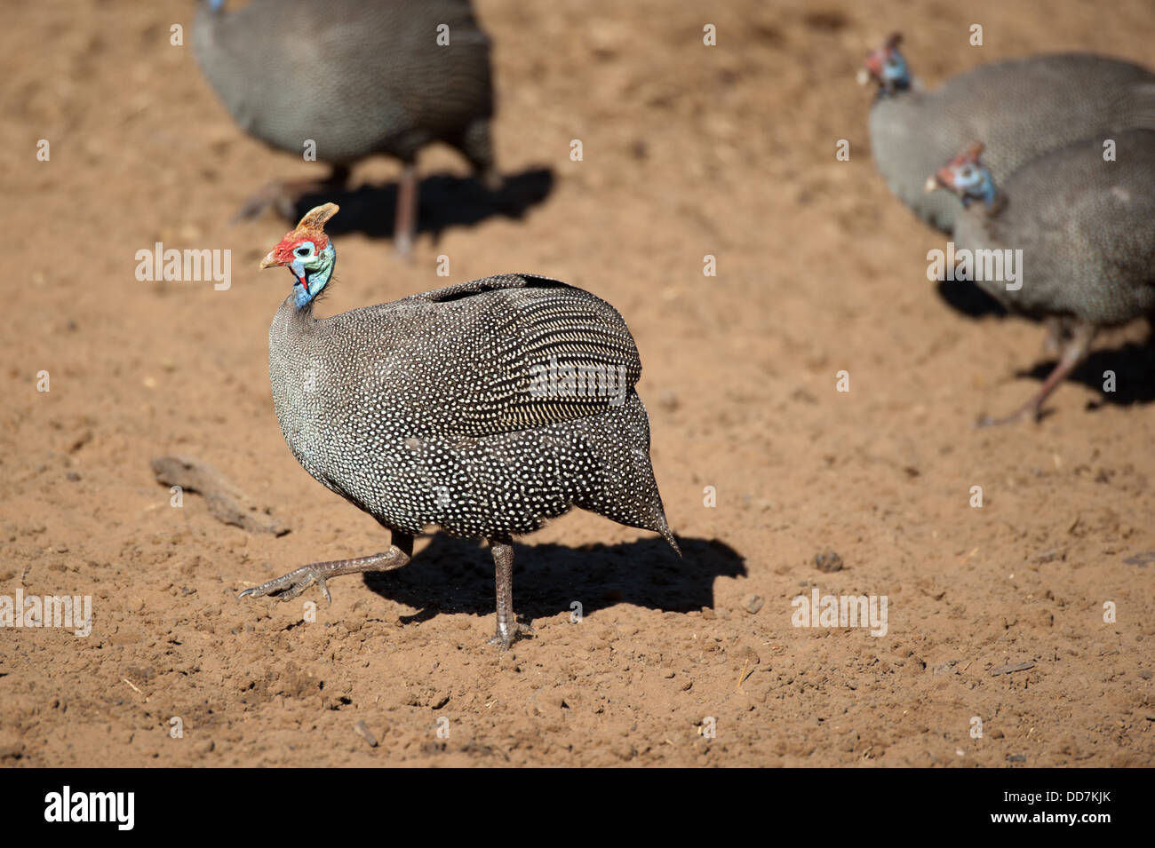 Isimangaliso nature reserve hi-res stock photography and images - Alamy