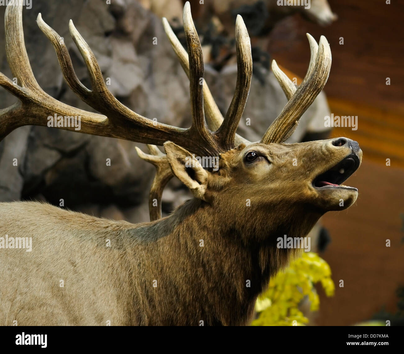 Deer rack hi-res stock photography and images - Alamy