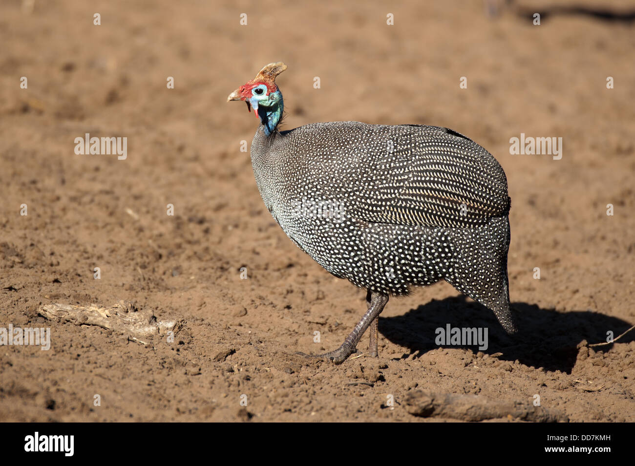Helmeted Guineafowl (Numida meleagris), Mkhuze Game Reserve ...