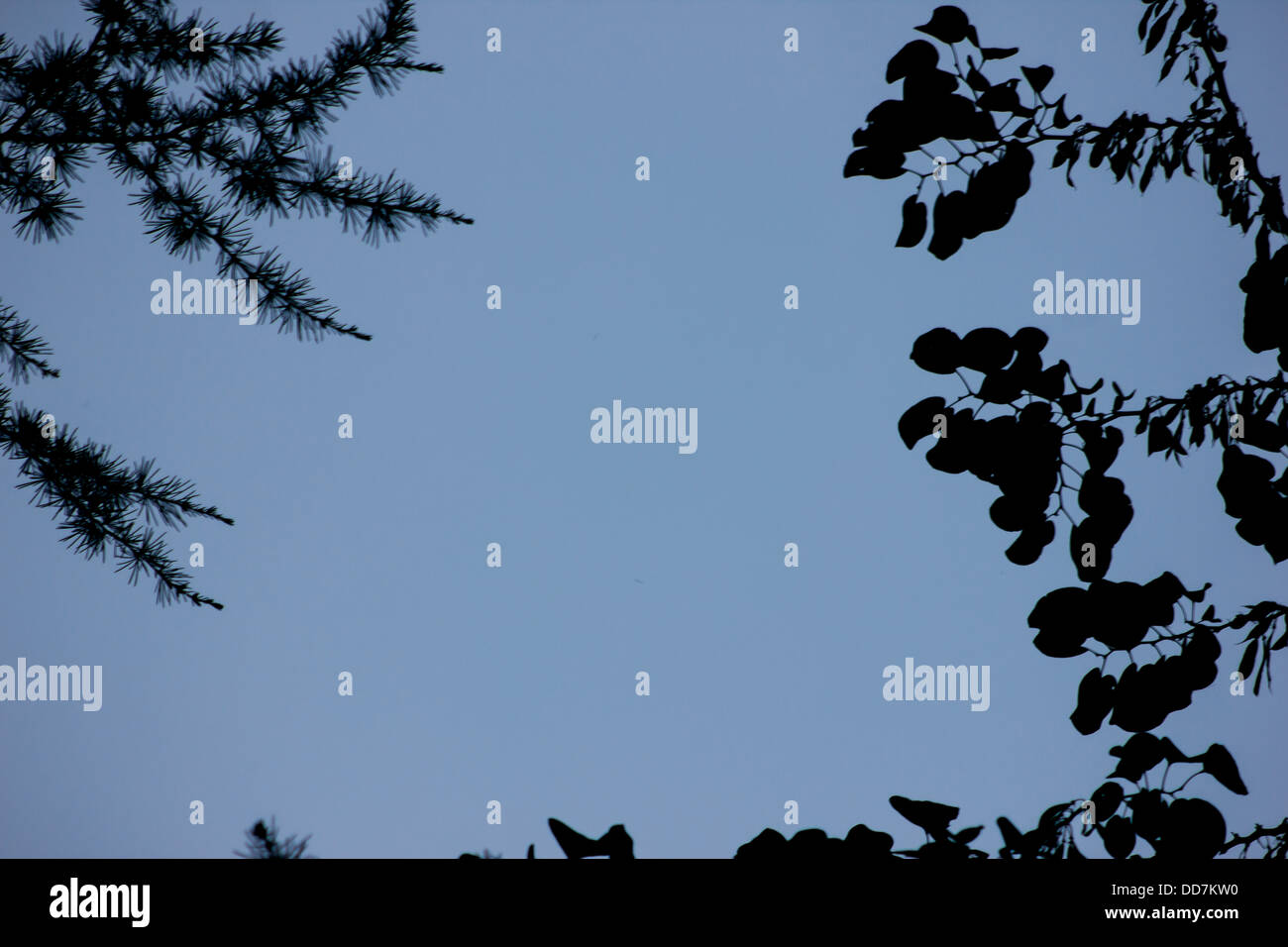 tree shadows, leafs Stock Photo - Alamy