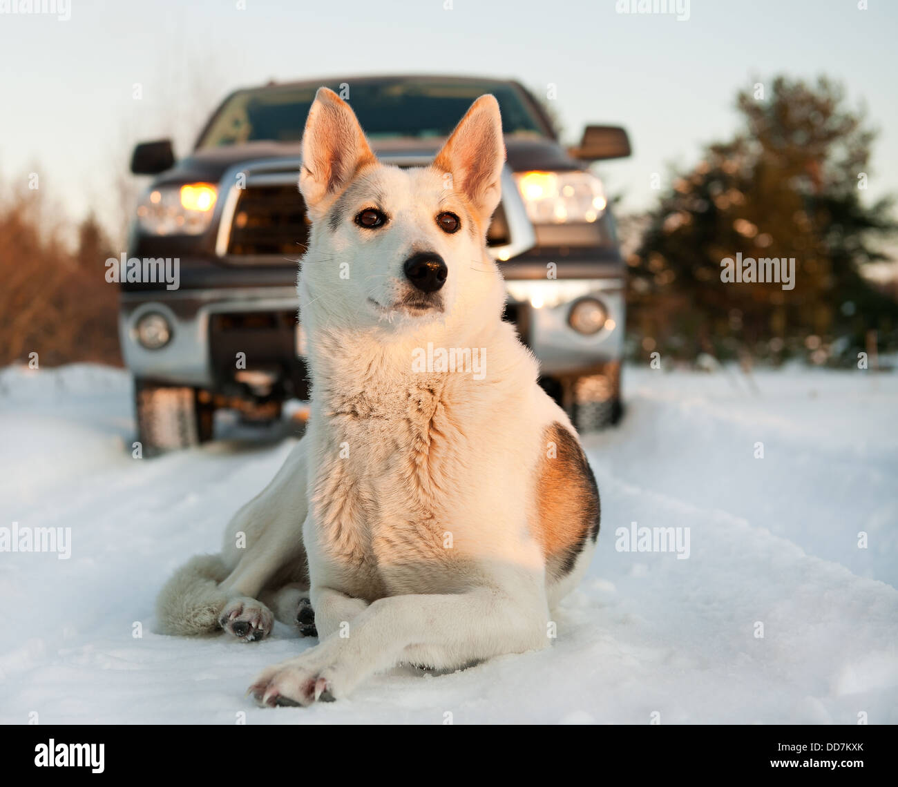 Winter portrait of a dog Stock Photo - Alamy