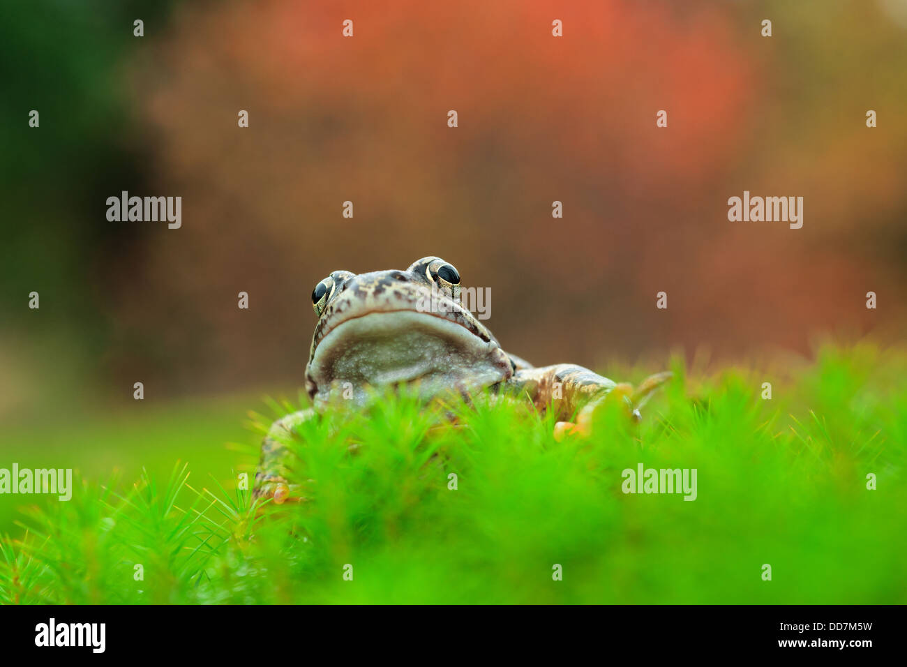 Detail eye common frog hi-res stock photography and images - Alamy