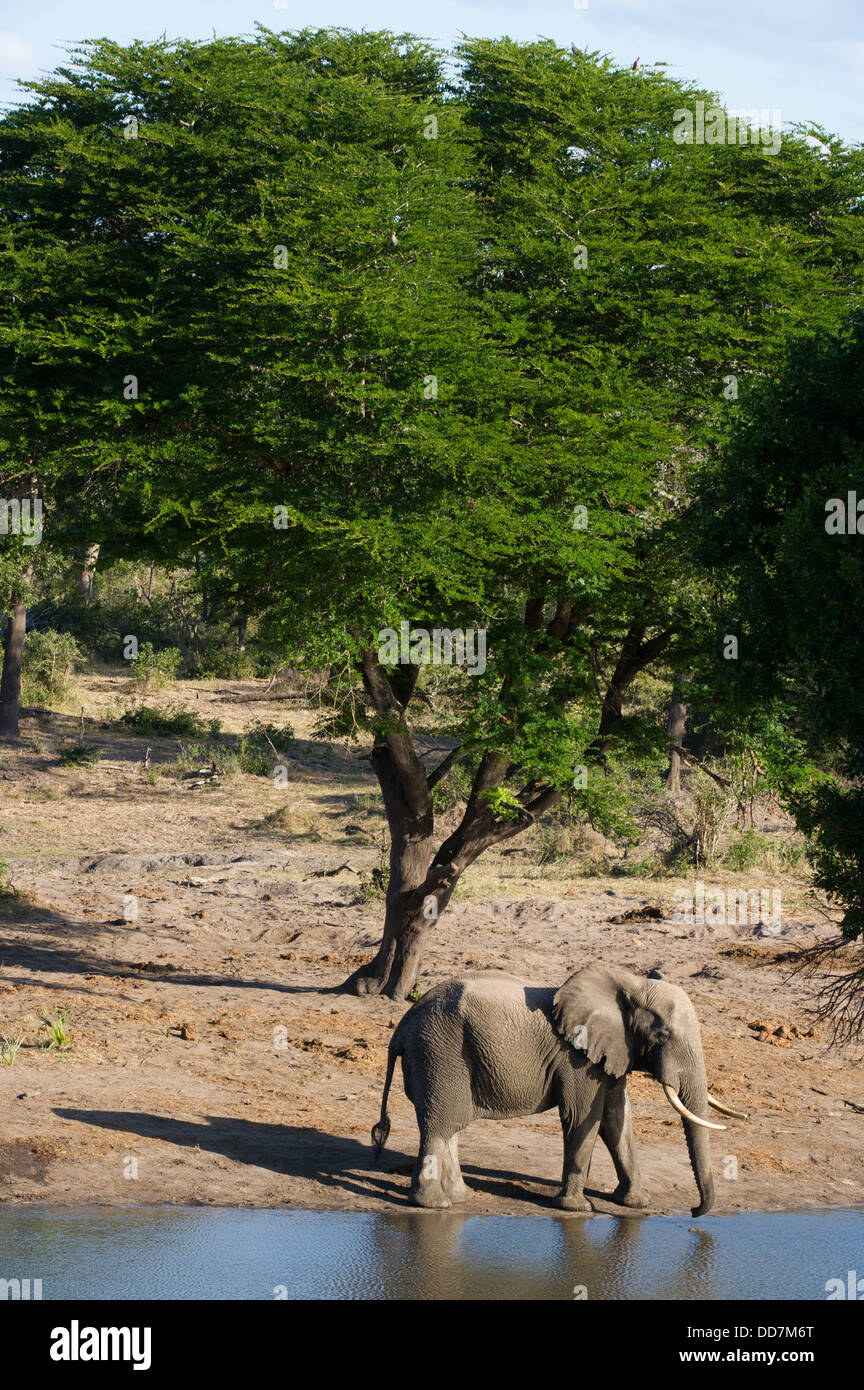 Big tusked bull African elephant ( Loxodonta africana africana ...