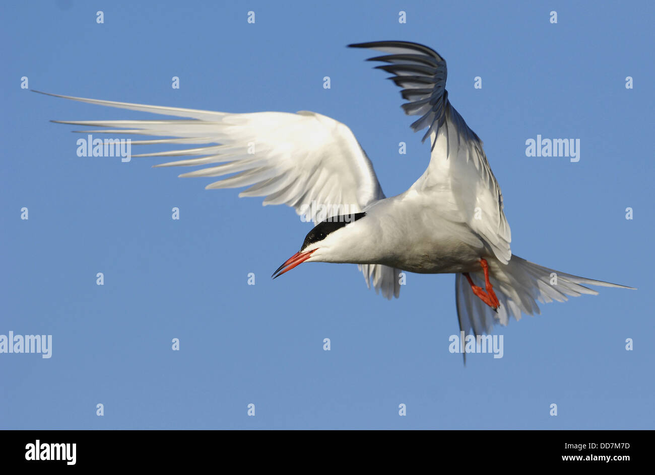 Tern fly hi-res stock photography and images - Alamy