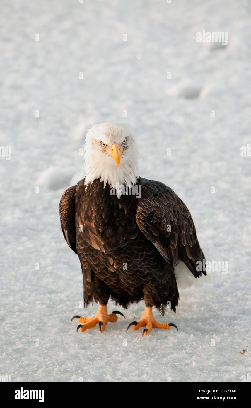 Close-up Portrait of Bald Eagle Stock Photo - Alamy