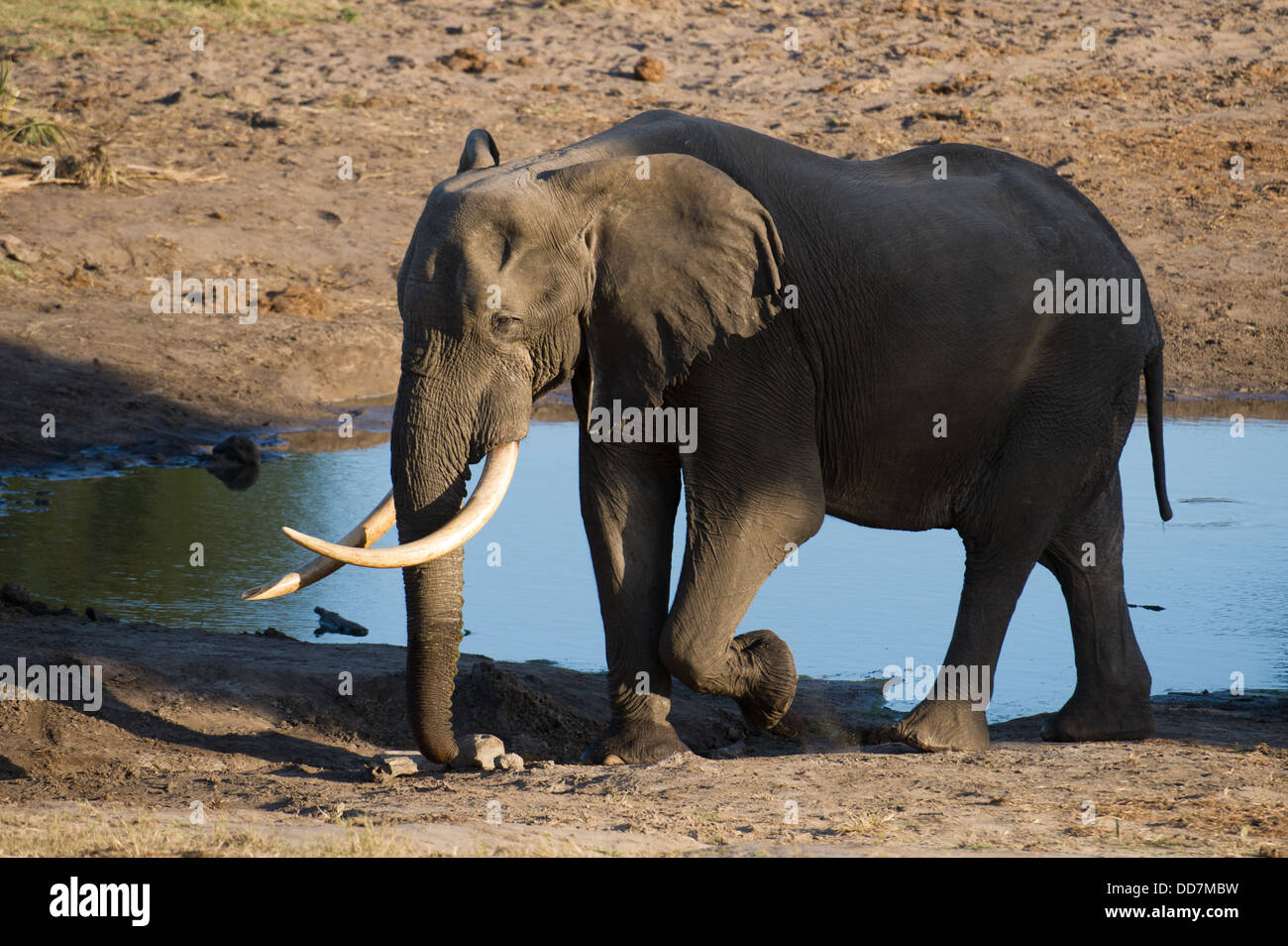Elephant bull african elephant hi-res stock photography and images - Alamy
