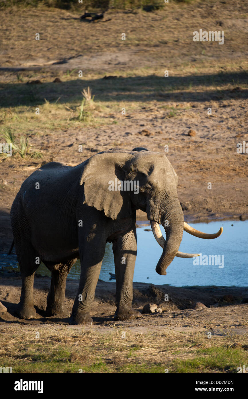 Tusker bull elephant hi-res stock photography and images - Alamy